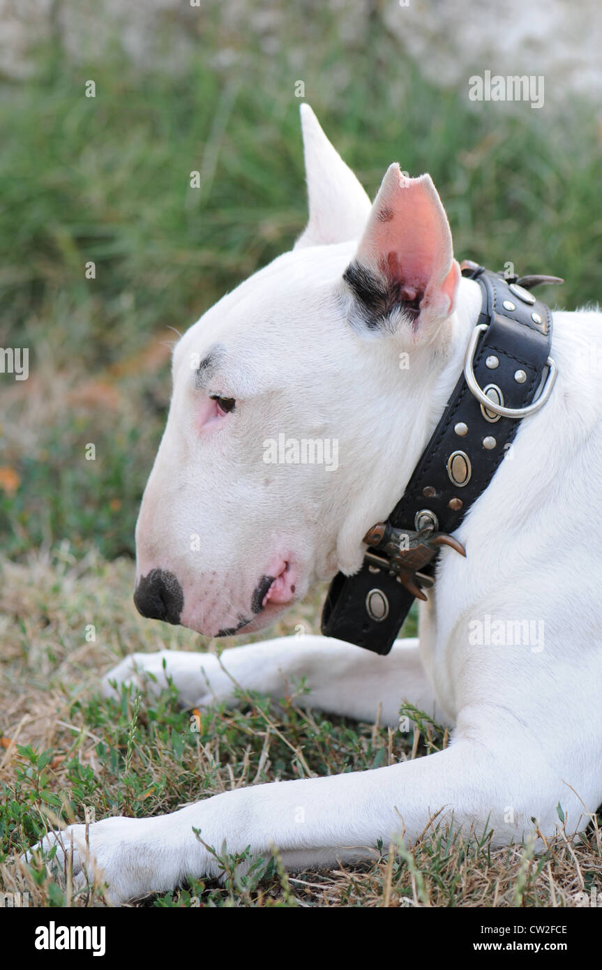 Sad bull hi-res stock photography and images - Alamy