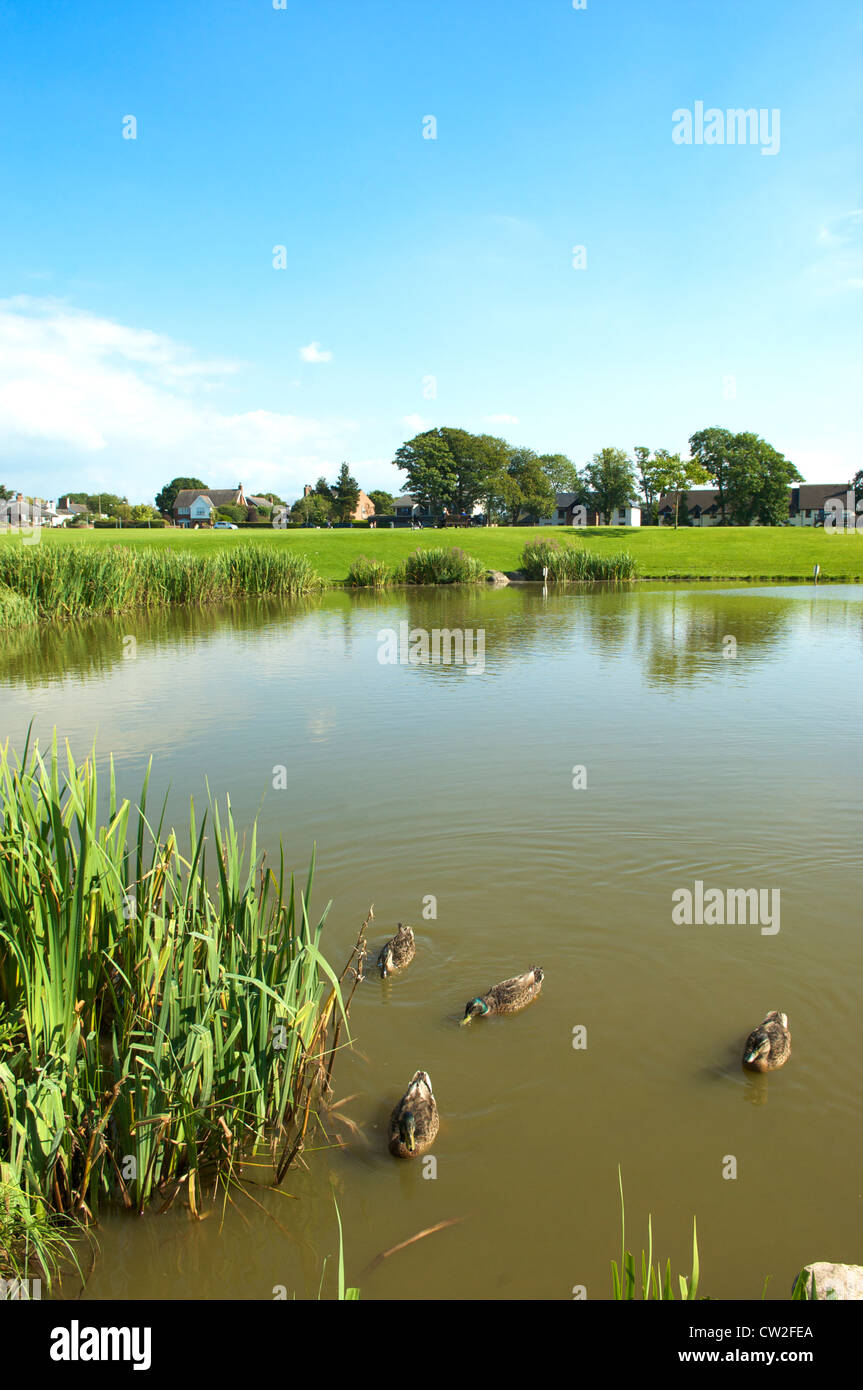 Wrea Green village duck pond,Preston,Lancashire,UK Stock Photo - Alamy