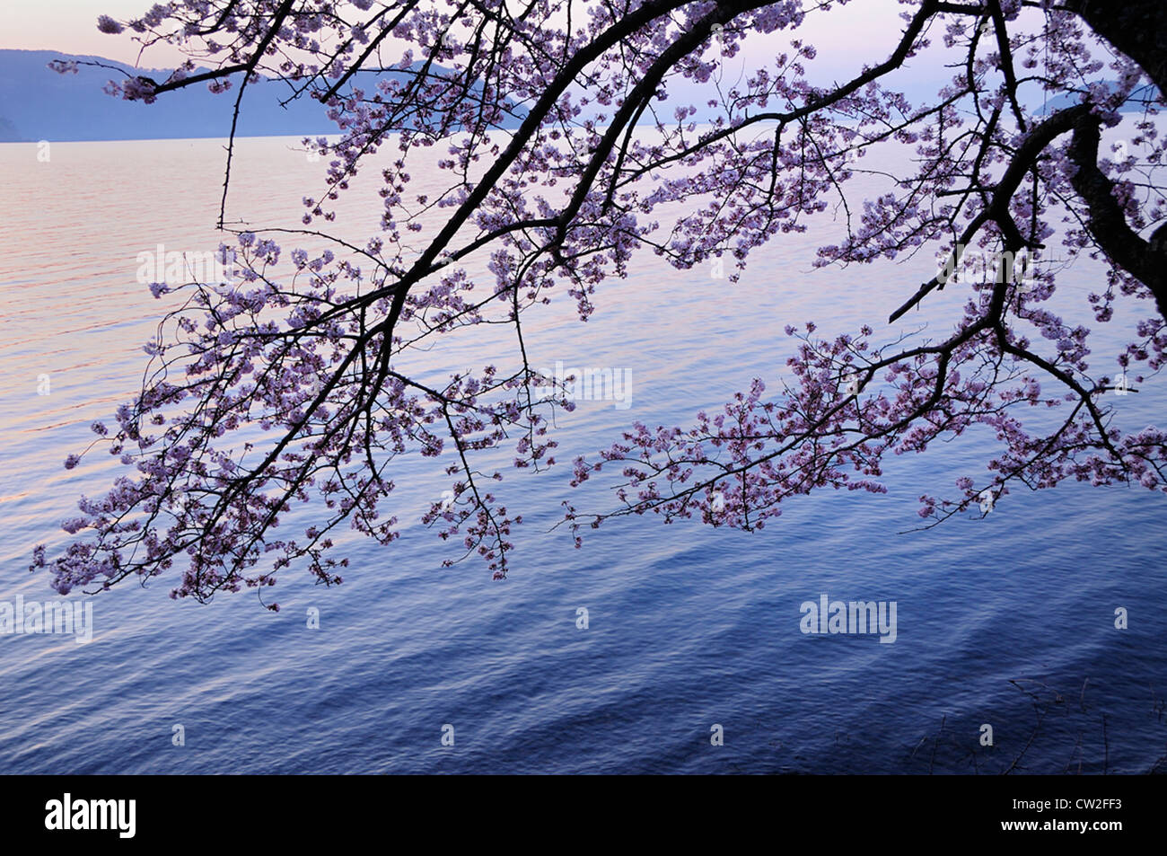 Lake Biwa and cherry blossoms, Takashima City, Shiga Prefecture, Japan ...
