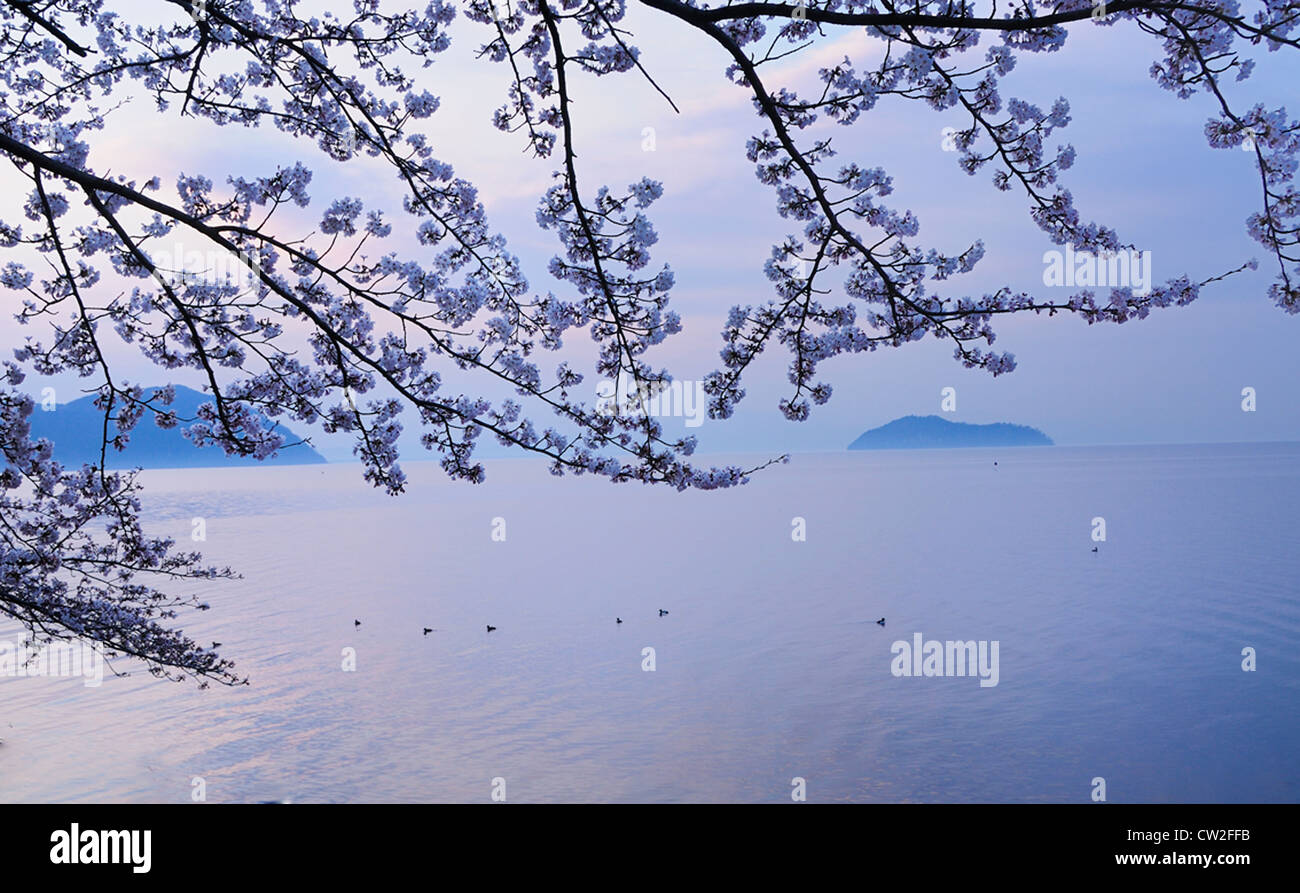 Lake Biwa and cherry blossoms, Takashima City, Shiga Prefecture, Japan ...