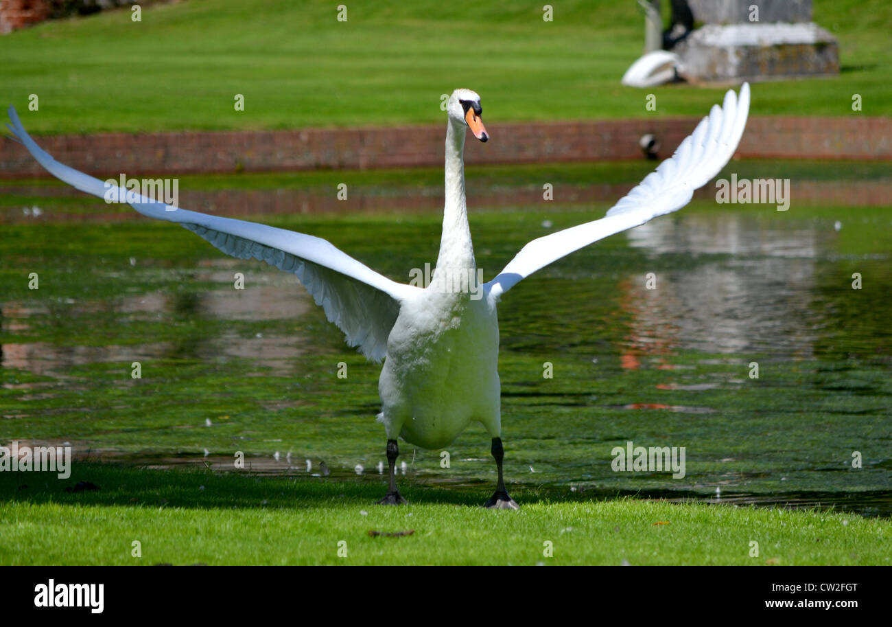 Swan showing its wings Stock Photo - Alamy