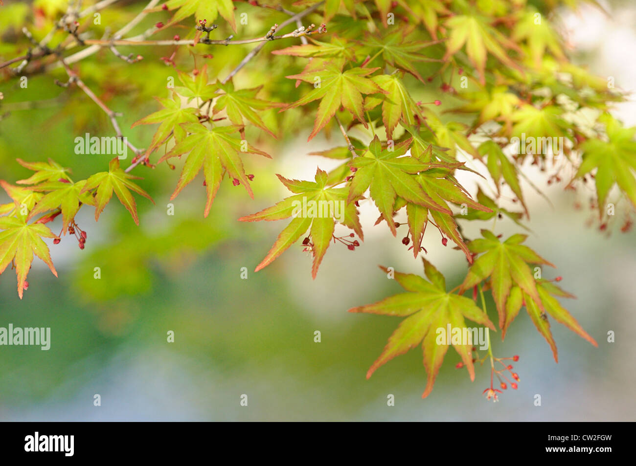 Japanese maple in spring Stock Photo - Alamy