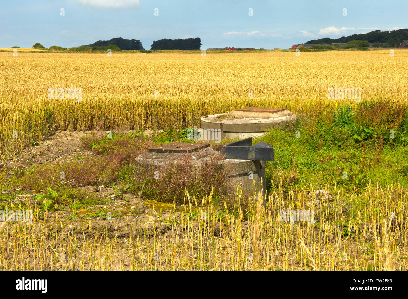 Drain access and manhole covers in wheat field in late summer Stock ...