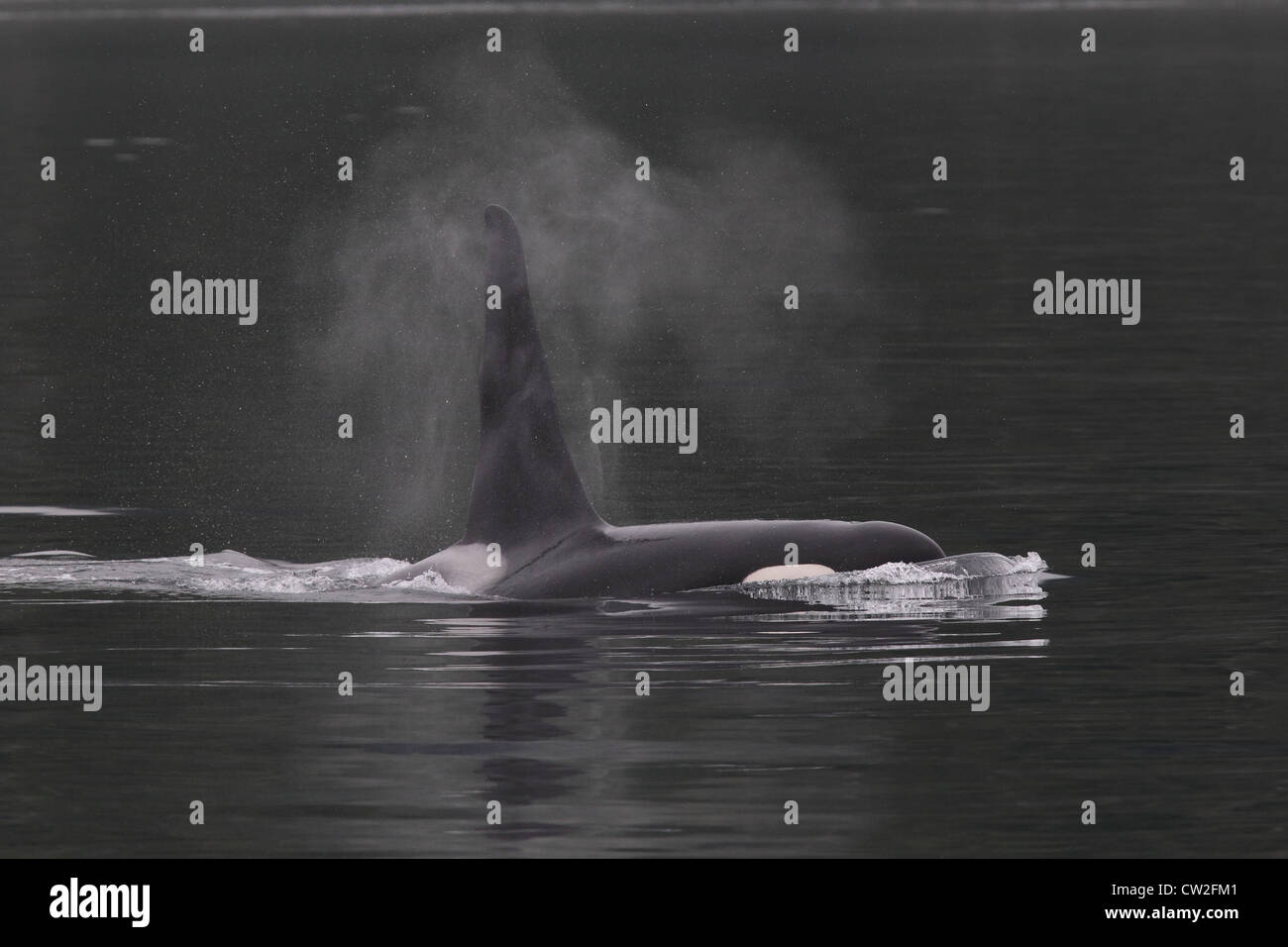 Killer whale orcinus orca hi-res stock photography and images - Alamy