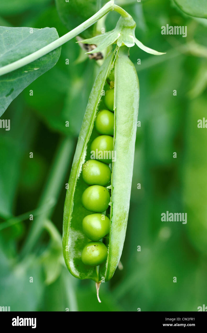 Crop of green pea pods in the garden Stock Photo - Alamy