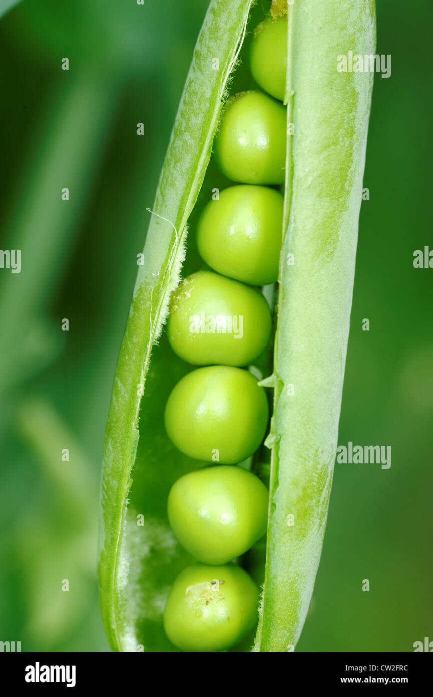 Crop of green pea pods in the garden Stock Photo - Alamy