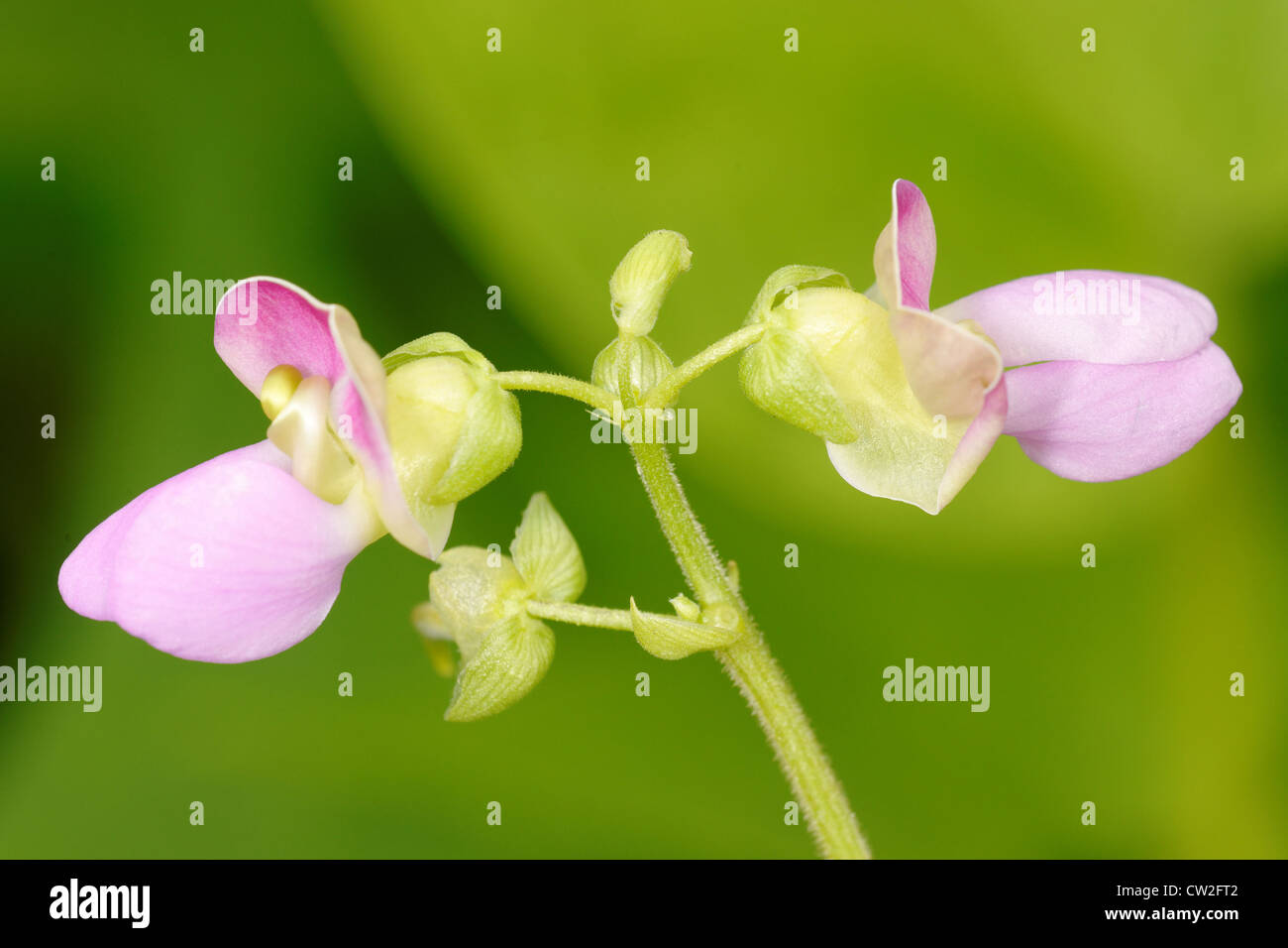 Flowers of common bean in the garden Stock Photo - Alamy