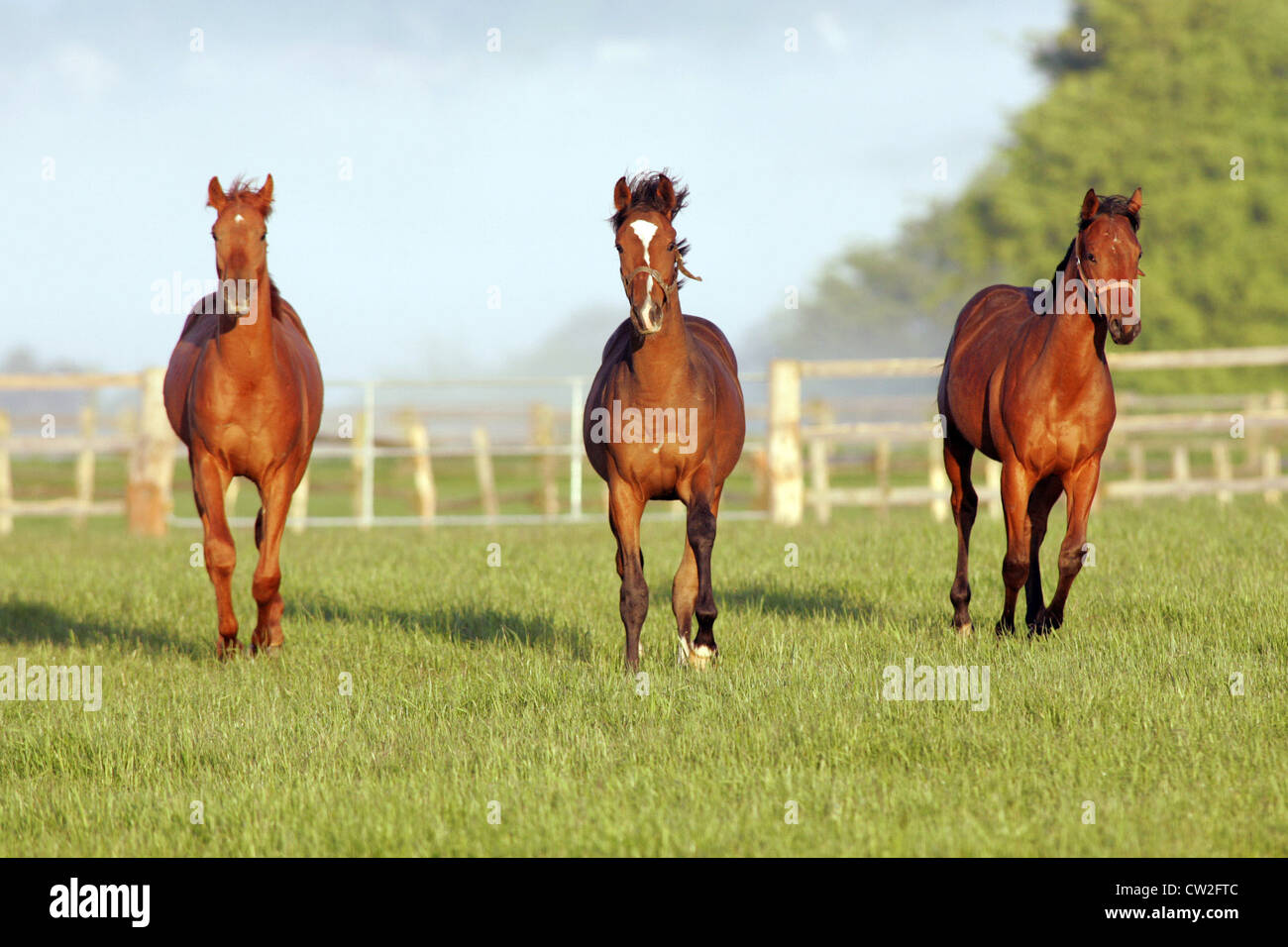 Horses in the morning in the paddock Stock Photo - Alamy