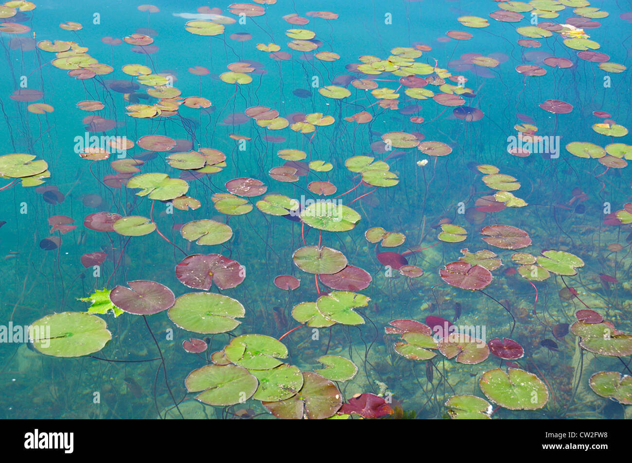 Lotus on Bled Lake, Slovenia Stock Photo - Alamy