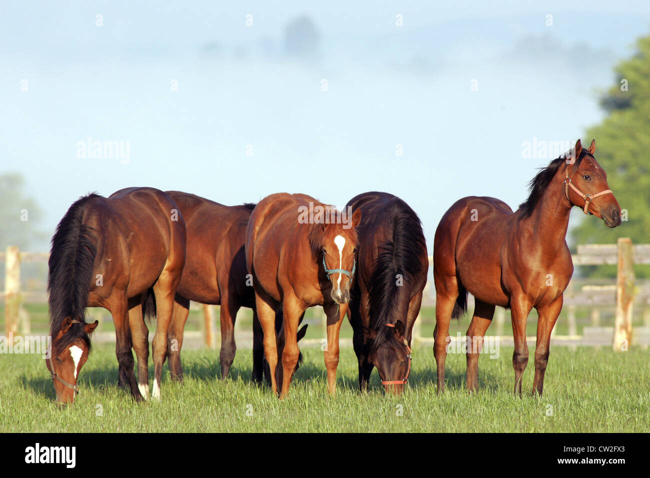 Horses in the morning in the paddock Stock Photo - Alamy