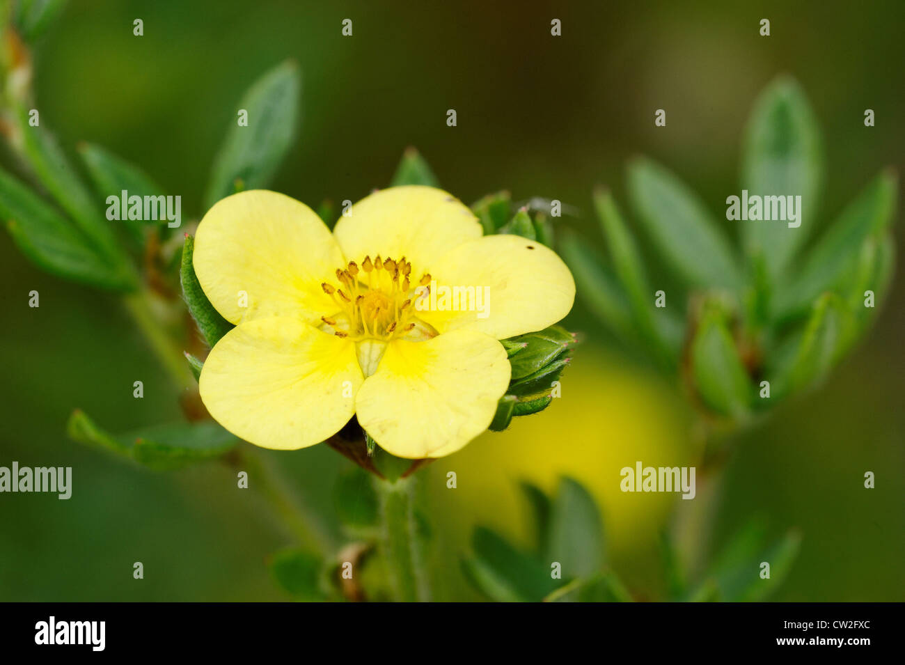 A flower of shrubby cinquefoil bush Stock Photo - Alamy