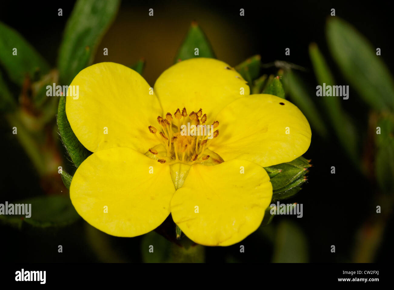 A flower of shrubby cinquefoil bush Stock Photo - Alamy