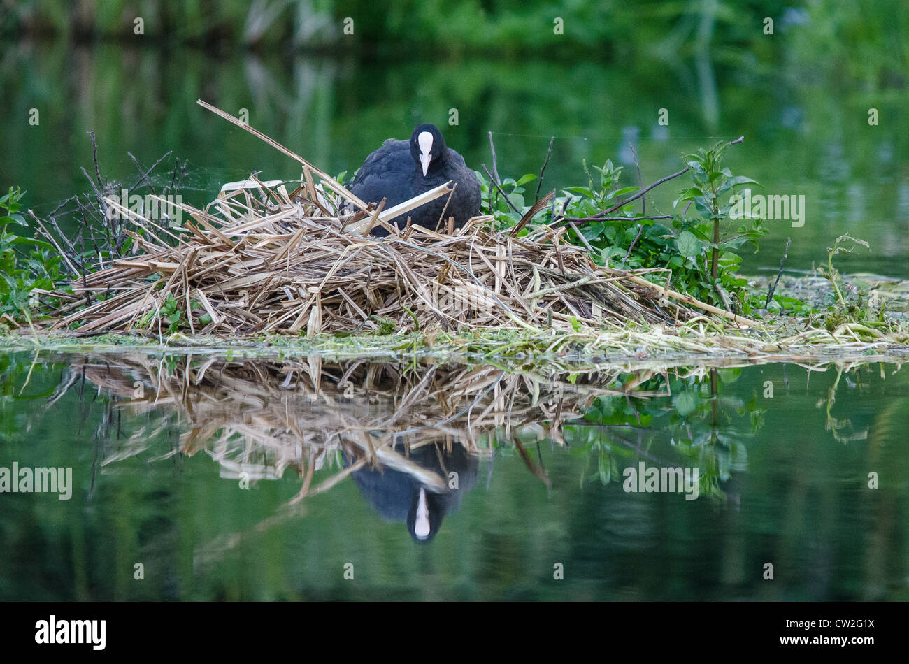 Female coot nesting in mid-stream reflected in water Stock Photo - Alamy