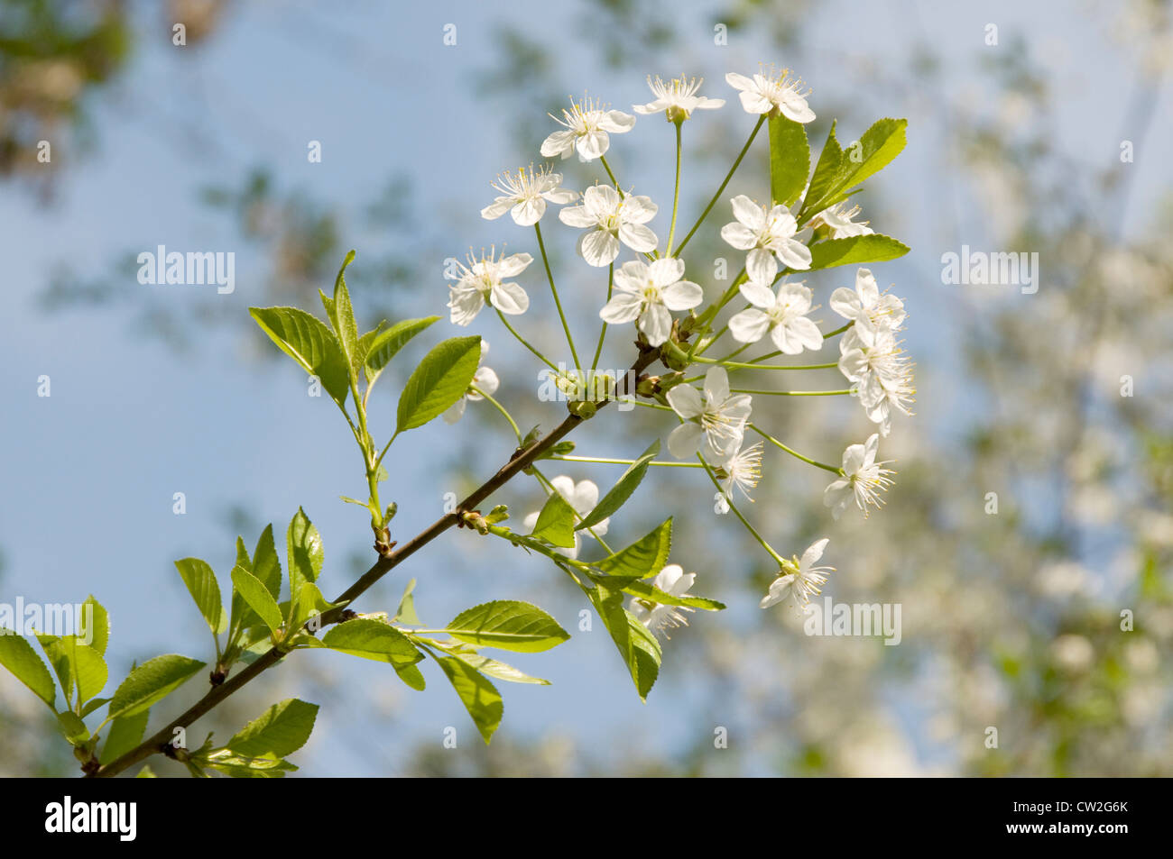 Cherry flowers in spring and a blue sky Stock Photo - Alamy