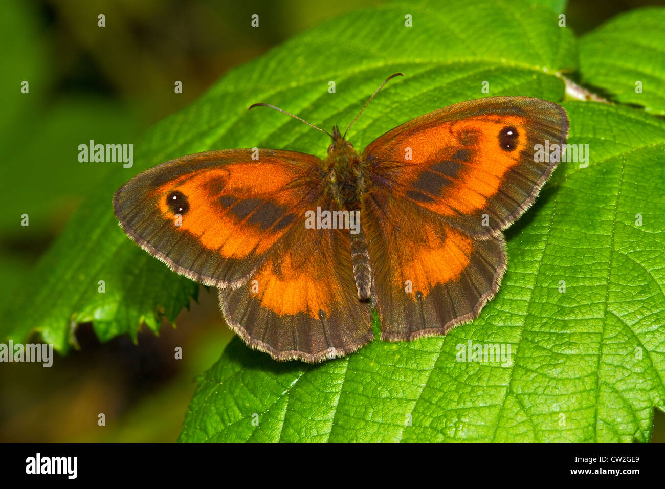 Male gatekeeper butterfly hi-res stock photography and images - Alamy