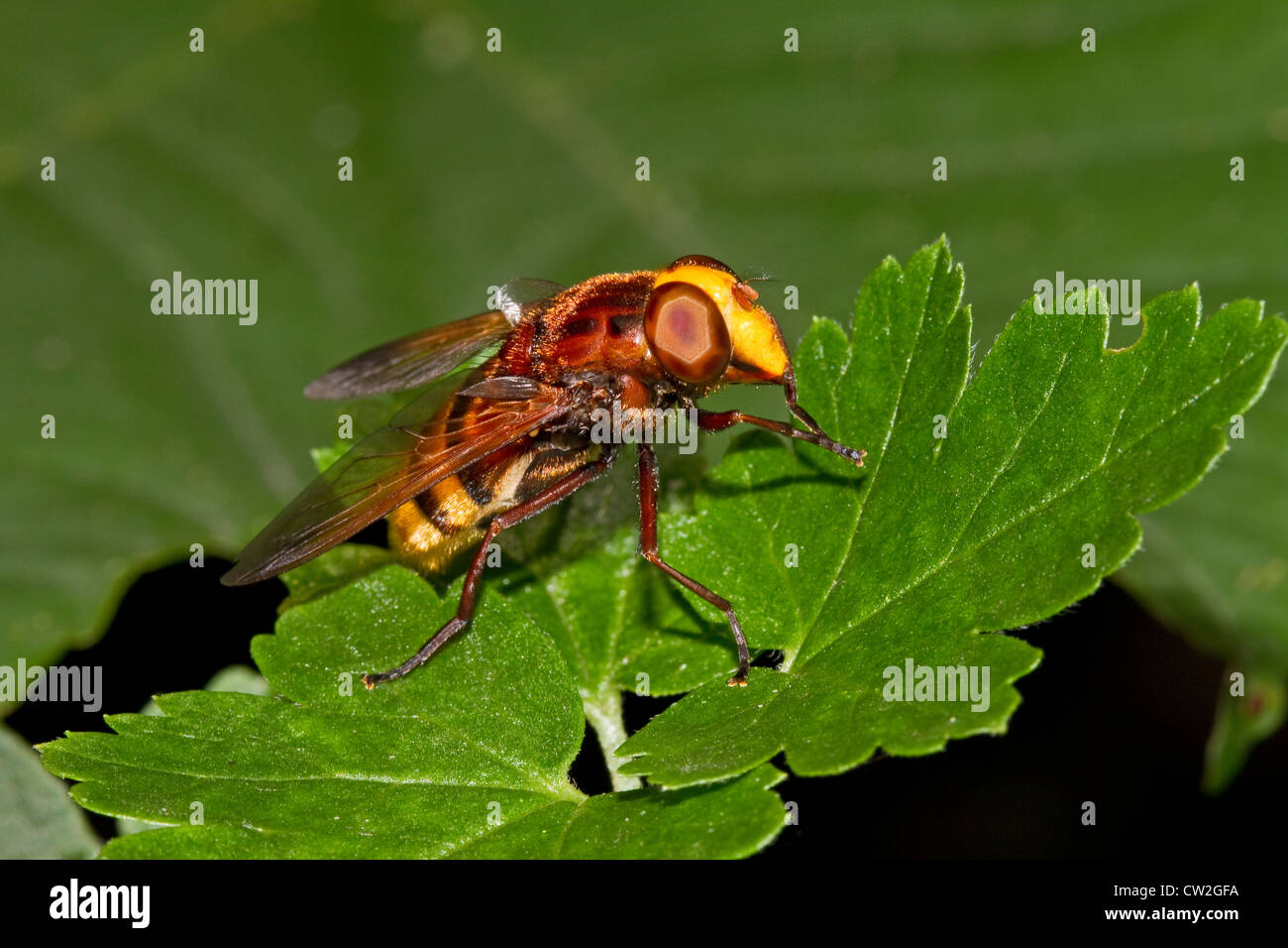 Hornet-mimic Hoverfly (Volucella zonaria) On gooseberry bush Stock Photo - Alamy