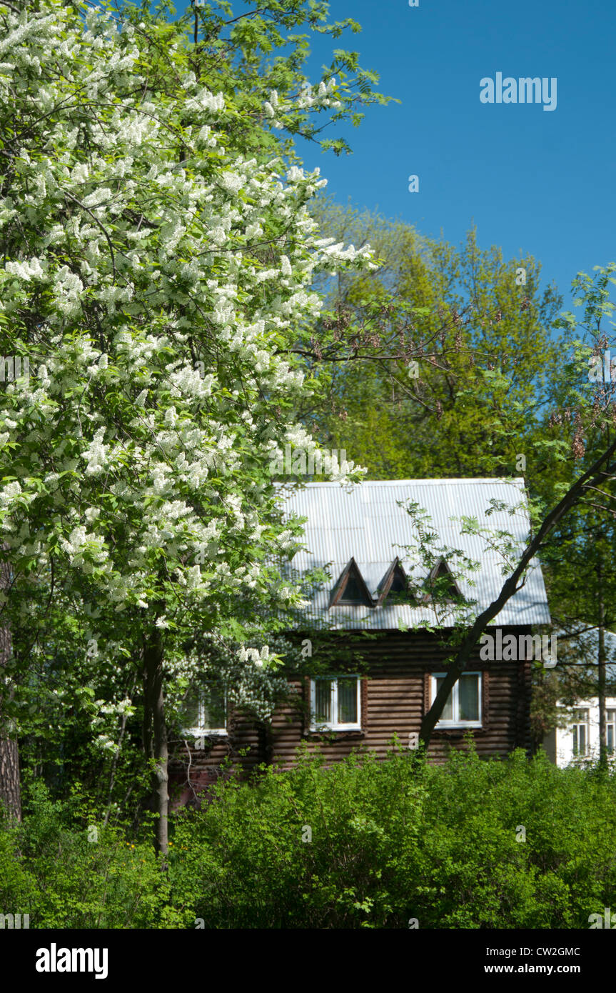 Wooden country house in a flowering garden in spring Stock Photo - Alamy