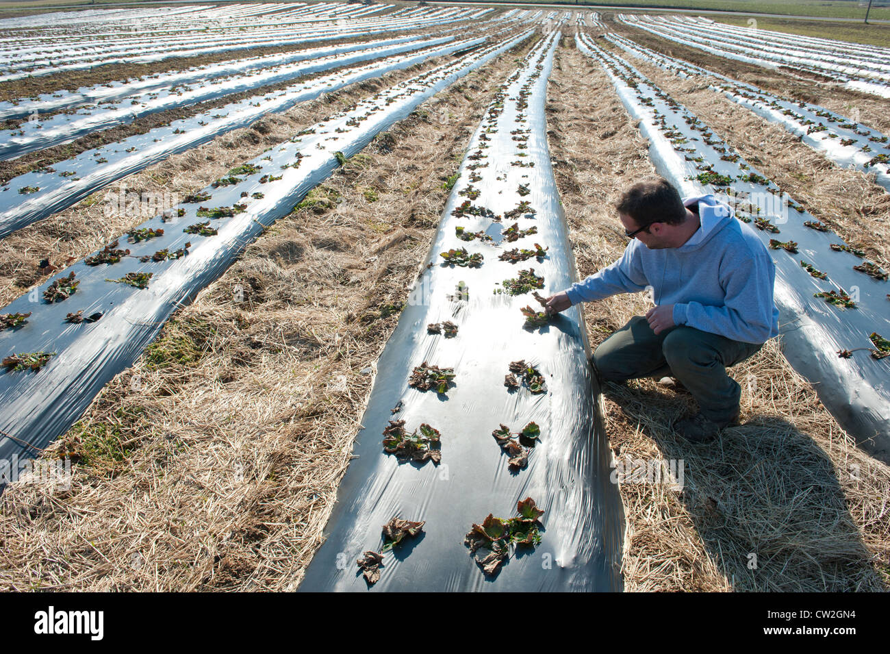 Farmer planting crop hi-res stock photography and images - Alamy