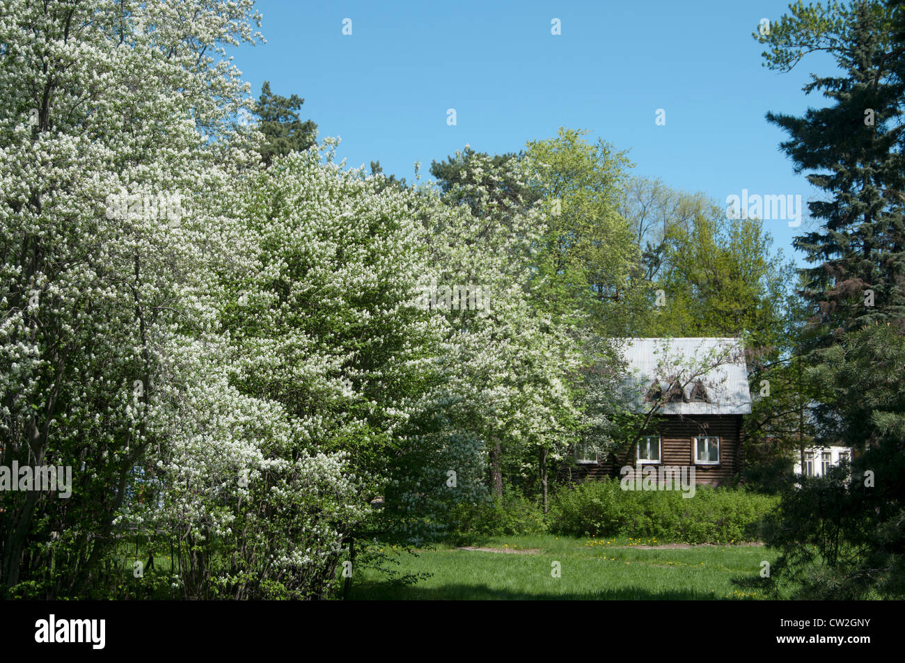 Wooden country house in a flowering garden in spring Stock Photo - Alamy
