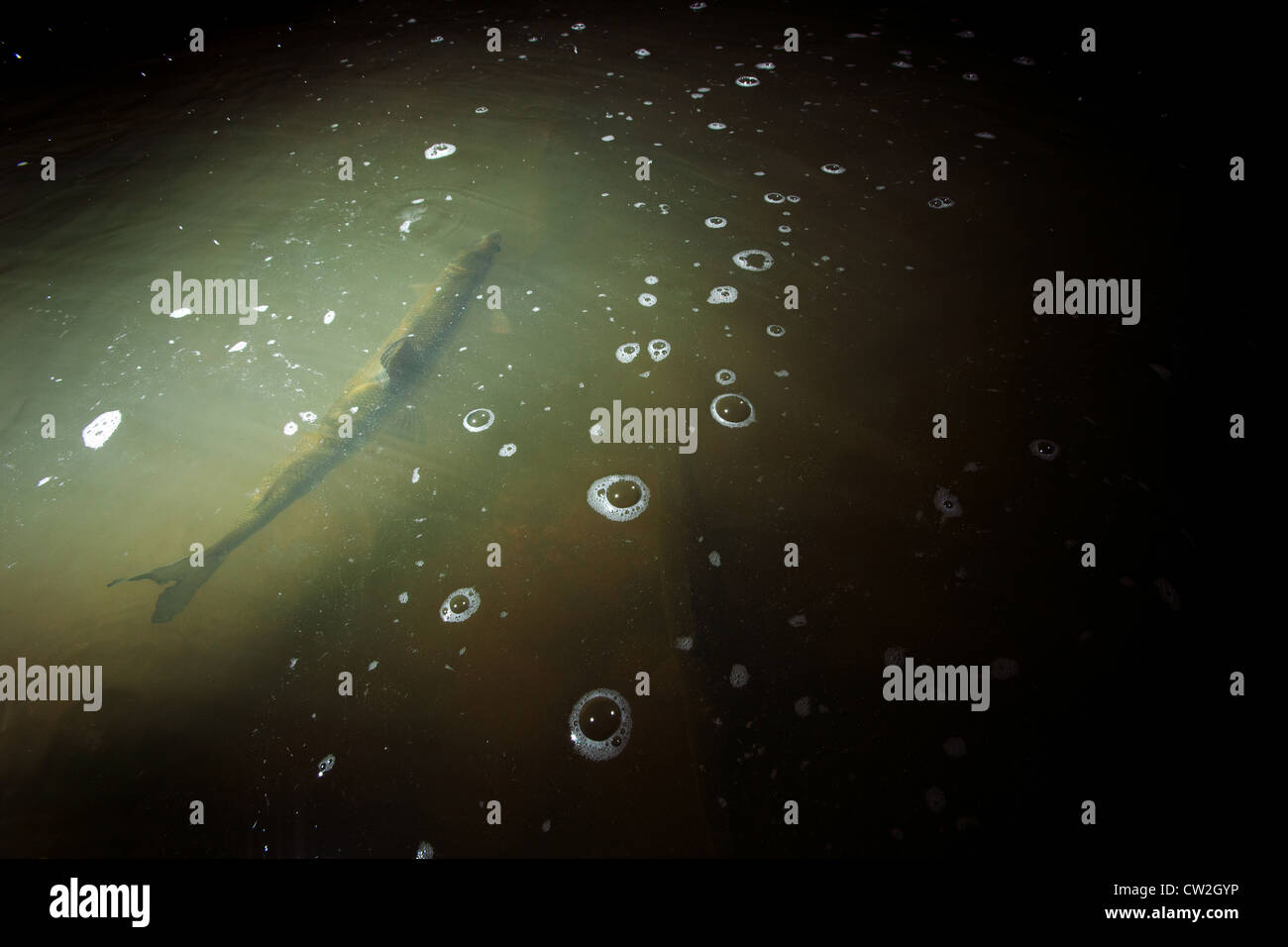 Endangered common whitefish in Manki River, Espoo, Finland Stock Photo ...