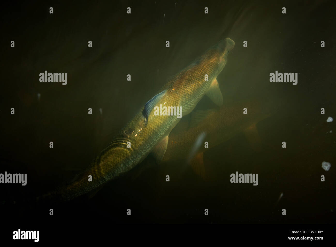 Whitefish underwater hi-res stock photography and images - Alamy