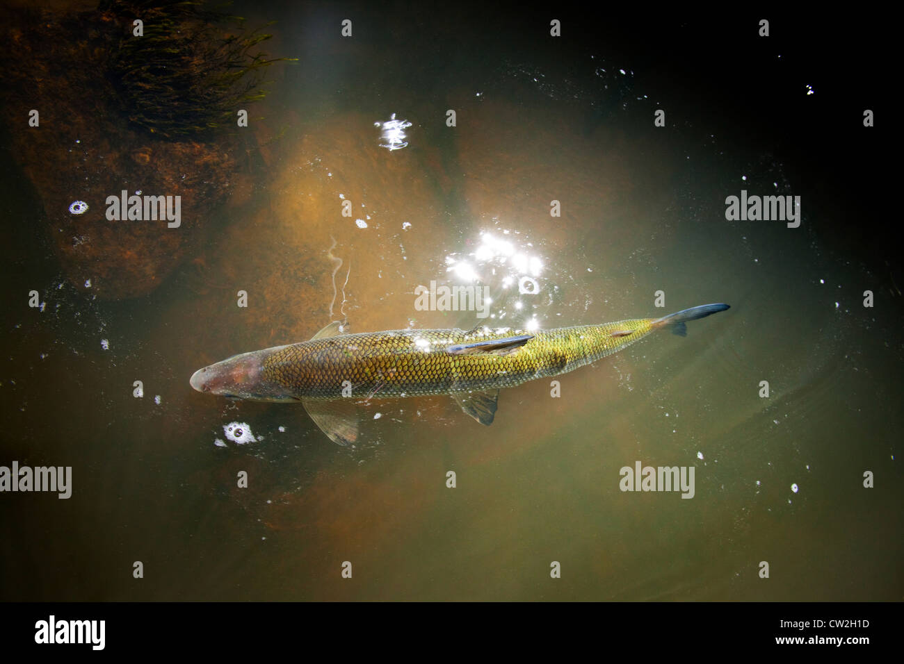Endangered common whitefish in Manki River, Espoo, Finland Stock Photo ...