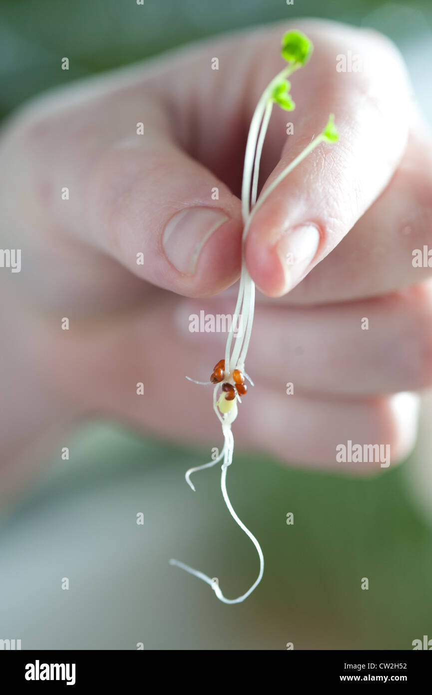 Hand holding sprouts Stock Photo - Alamy