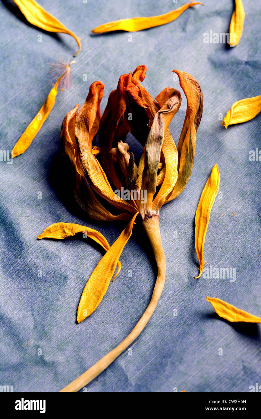 A wilted flower against a blue background Stock Photo - Alamy