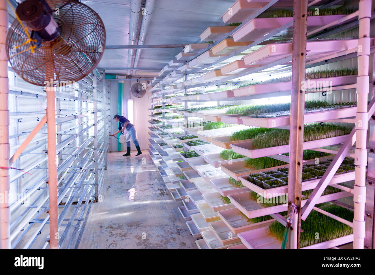 Hydroponically grown sprouts Stock Photo - Alamy