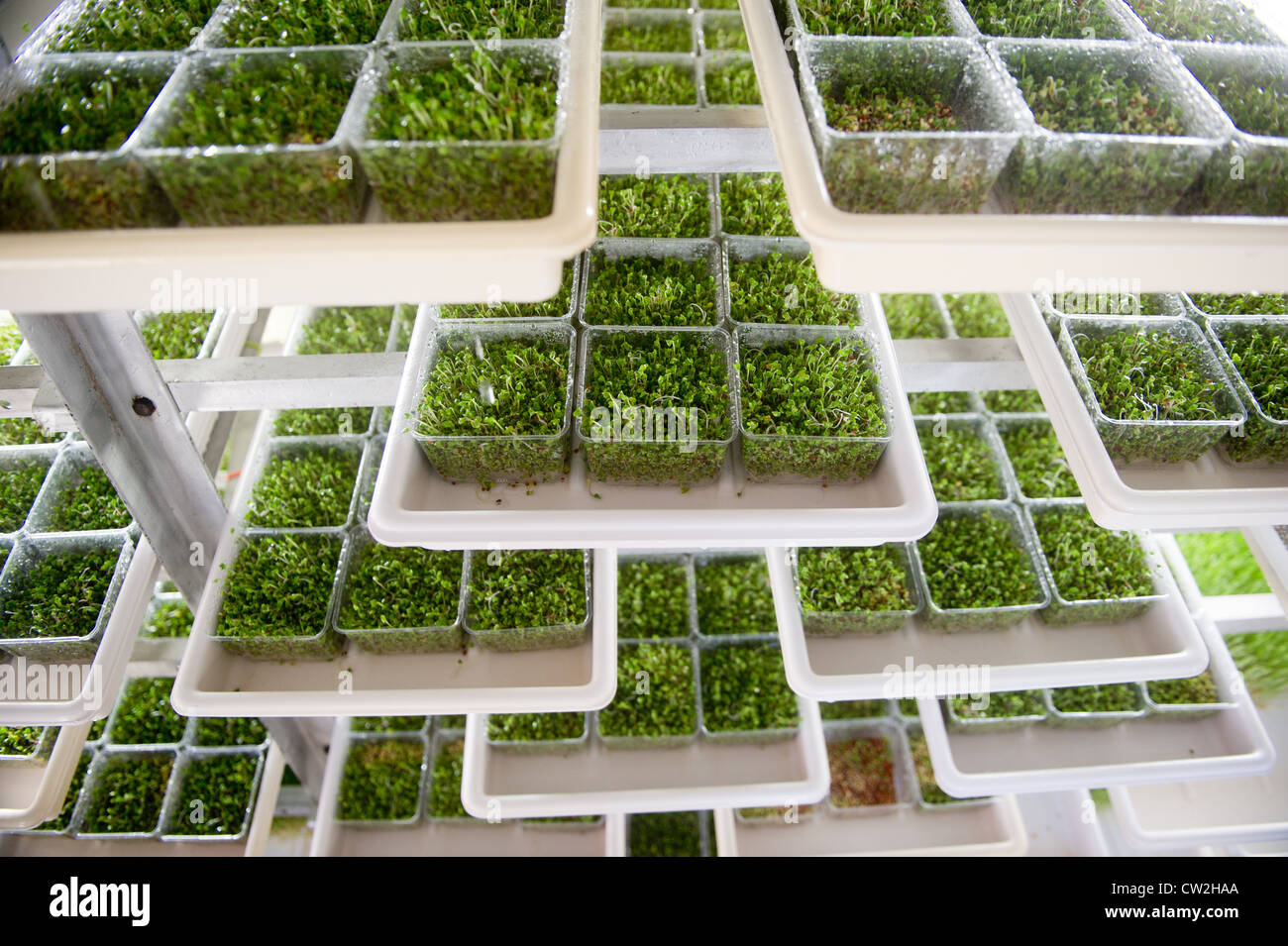 Hydroponically grown sprouts Stock Photo - Alamy