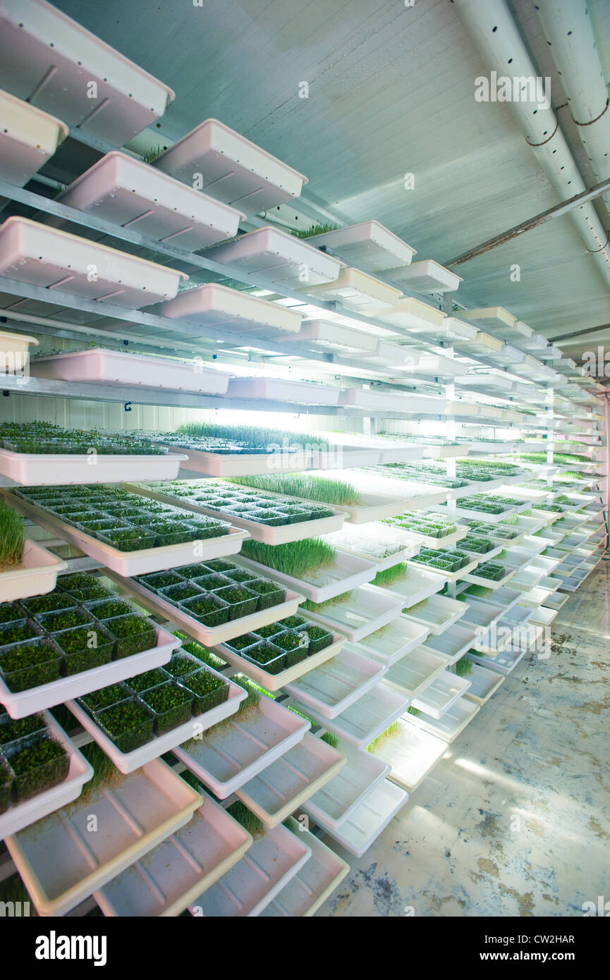 Hydroponically grown sprouts Stock Photo - Alamy