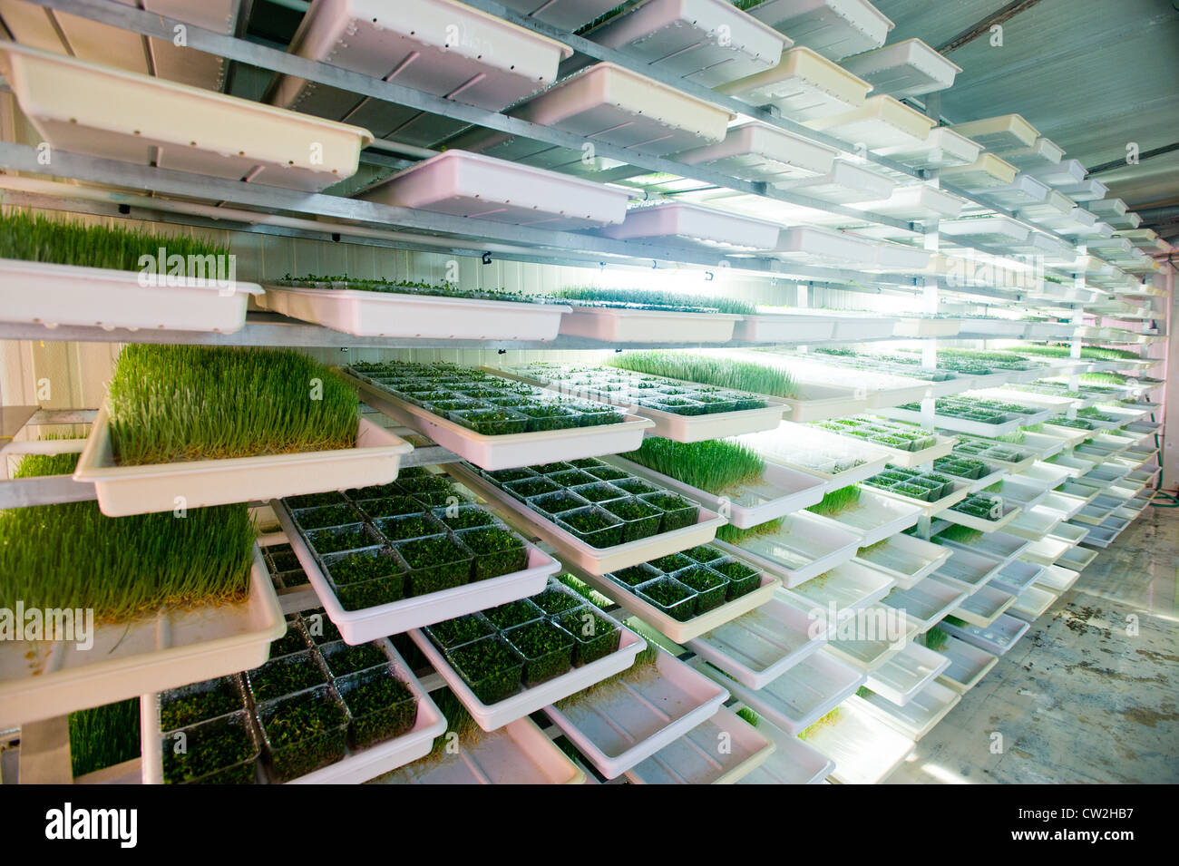 Hydroponically grown sprouts Stock Photo - Alamy