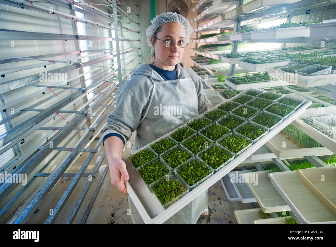 Hydroponically grown sprouts Stock Photo - Alamy