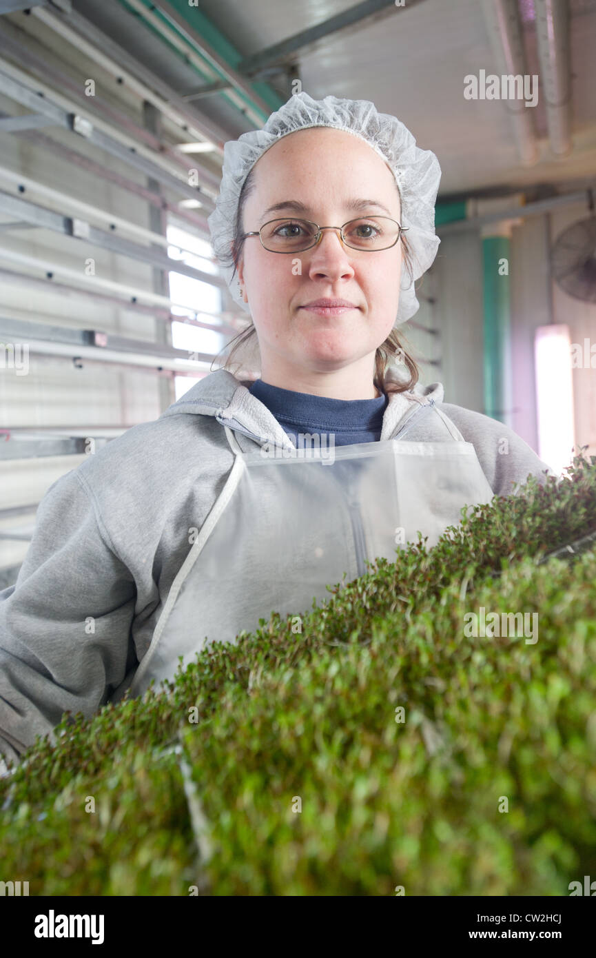 Hydroponically grown sprouts Stock Photo - Alamy