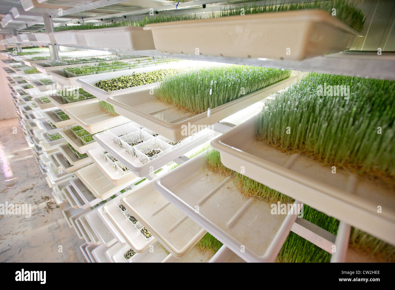 Hydroponically grown sprouts Stock Photo - Alamy