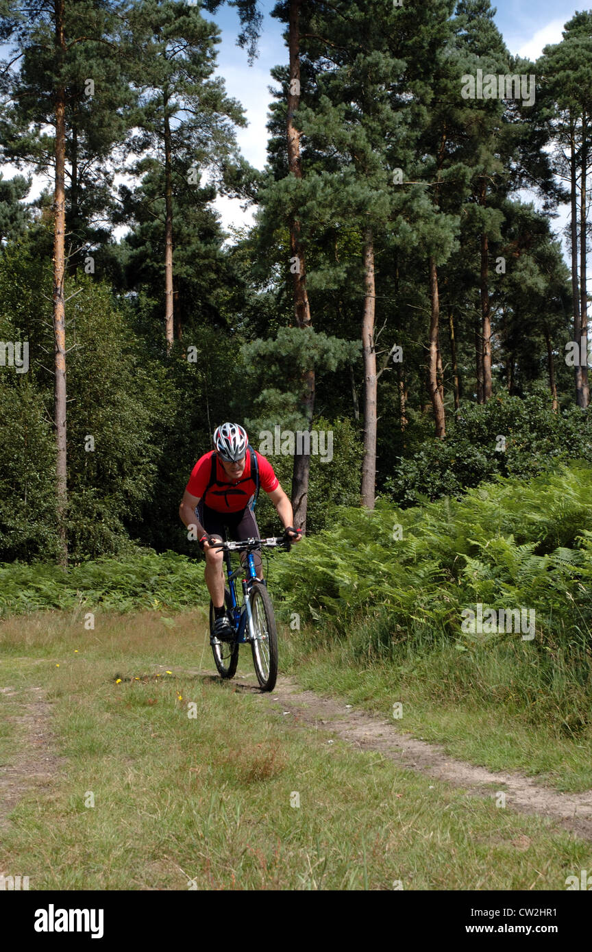 Thetford forest breckland hi-res stock photography and images - Alamy