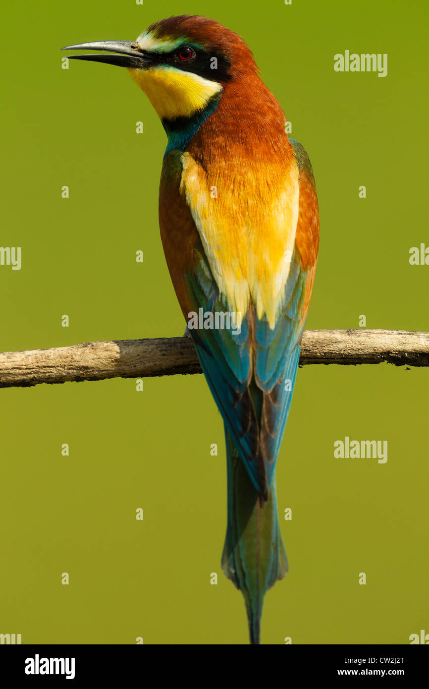 European bee-eater(Merops apiaster)Hungry Stock Photo - Alamy