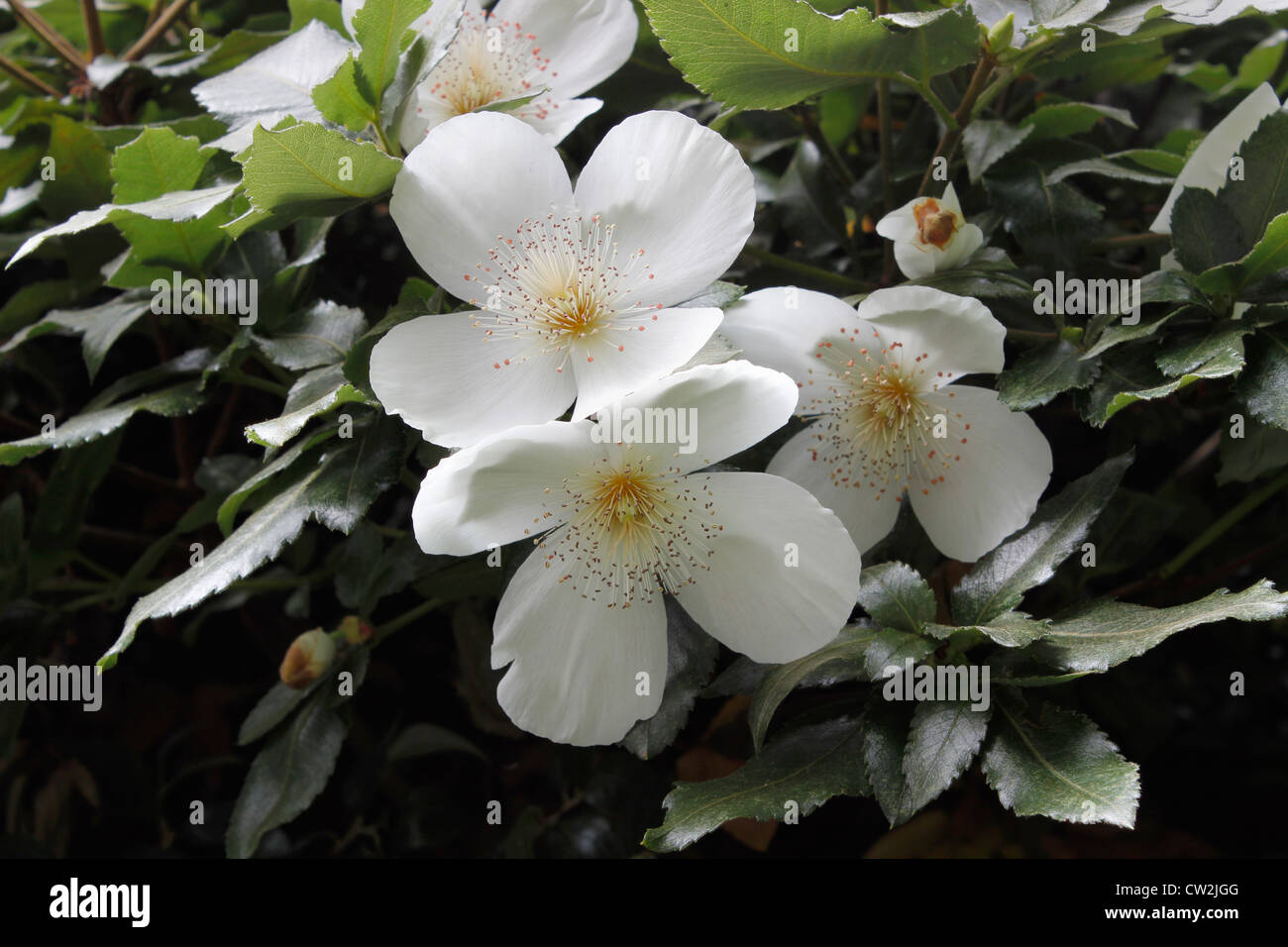 Eucryphia hi-res stock photography and images - Alamy