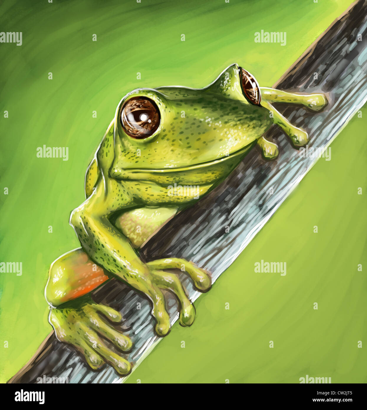 little toad with big eyes on a stick Stock Photo - Alamy