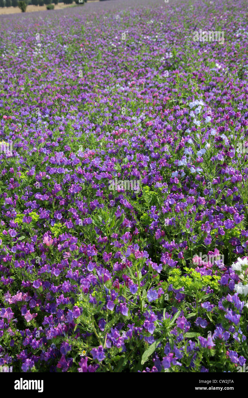 A Field of Viper's Bugloss Plants in Kent. A Crop Grown for Echium Oil ...