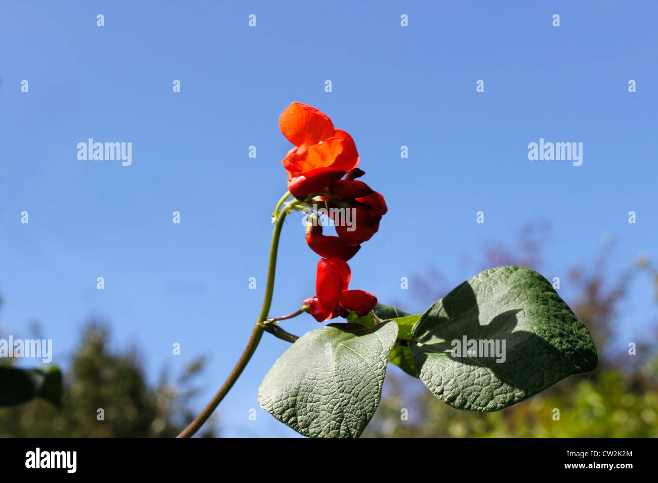 Runner Bean "Lady Di Stock Photo - Alamy