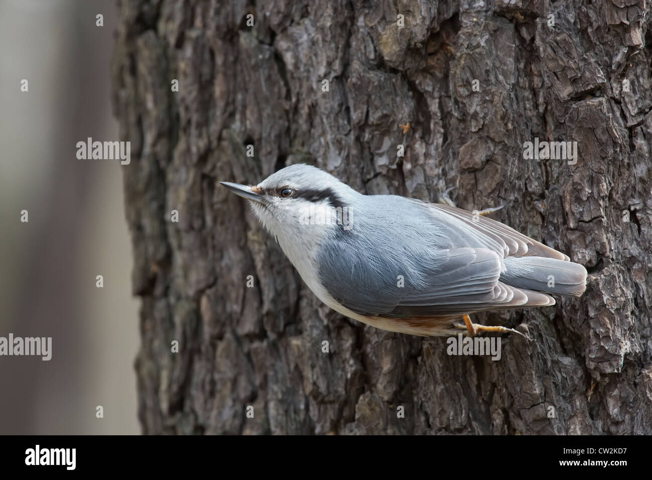 Nuthatch on a Tree Trunk Begging for Food, Udelny Park, St.Petersburg ...