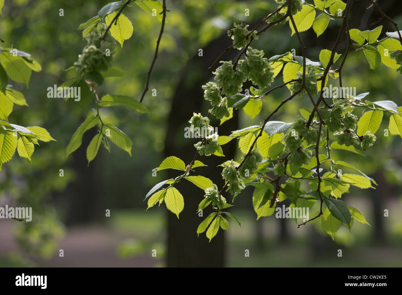 Elm leaves hi-res stock photography and images - Alamy