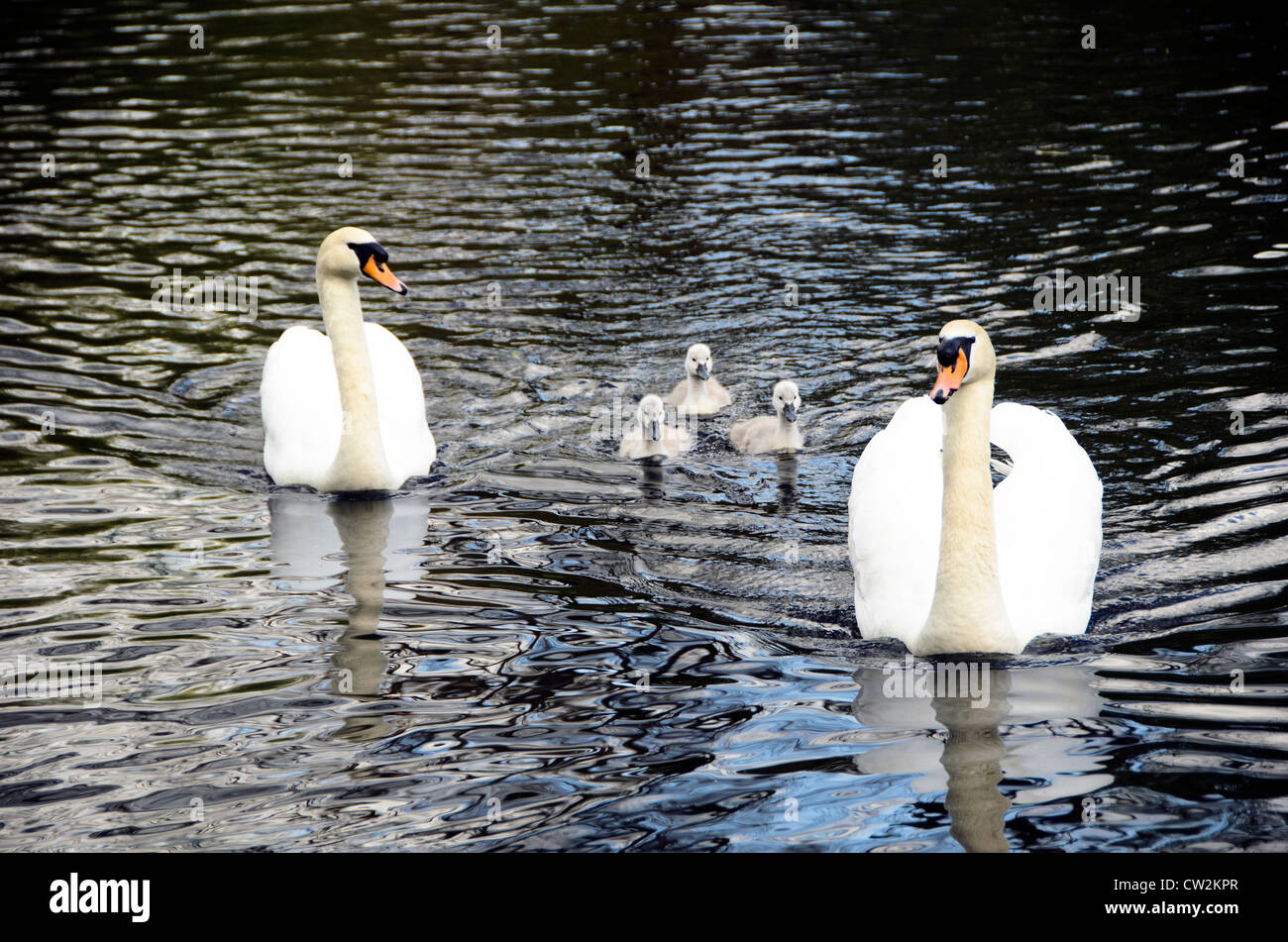 Swan family at the Highgate ponds - London, England Stock Photo - Alamy