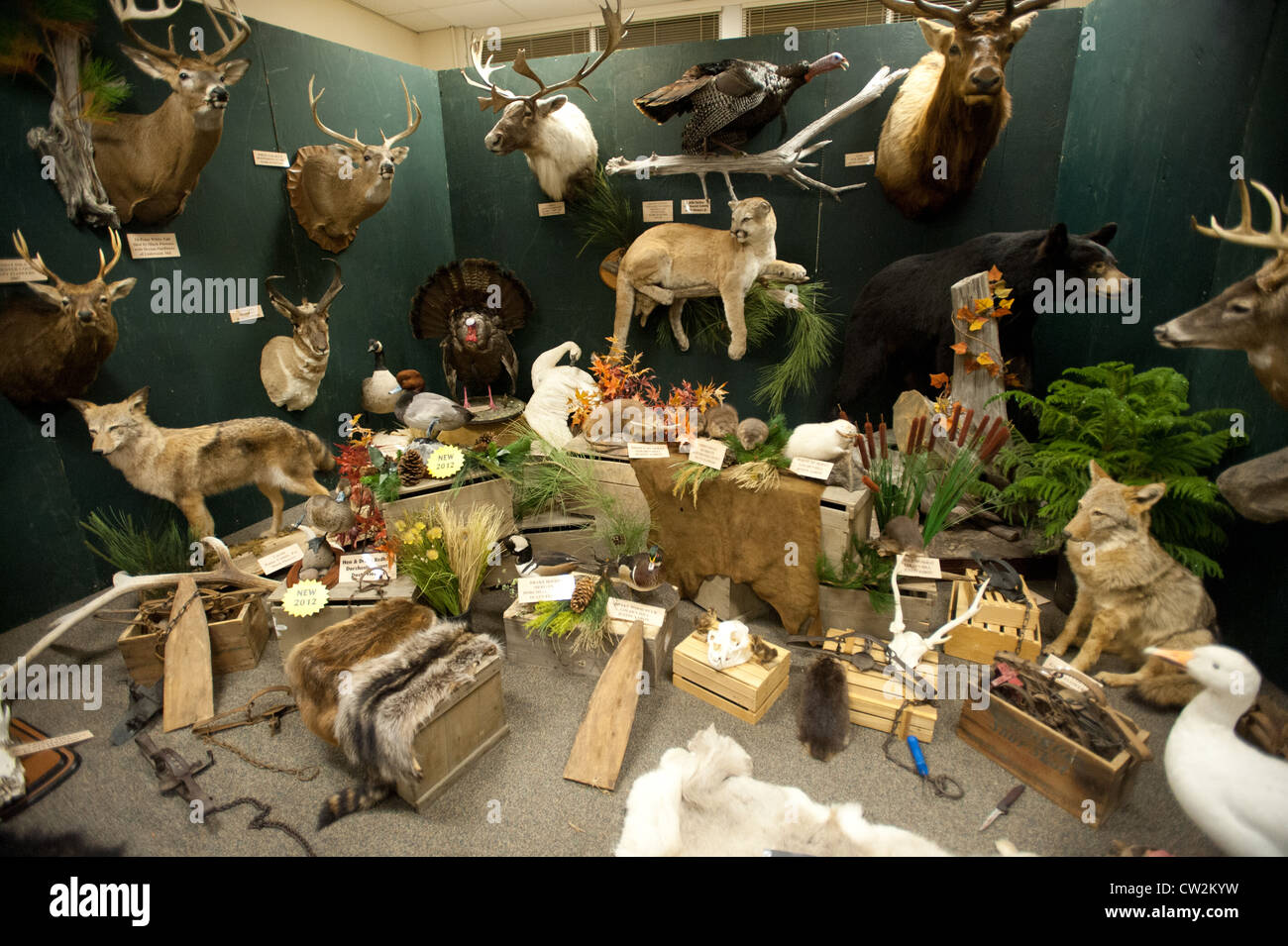 Room of taxidermy and animal furs at the National Outdoor Show and ...