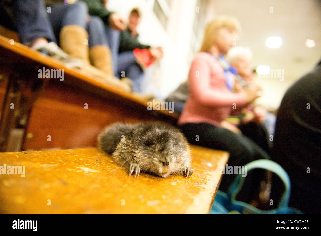 A rogue muskrat on bleachers in the crowd at the National Outdoor Show ...