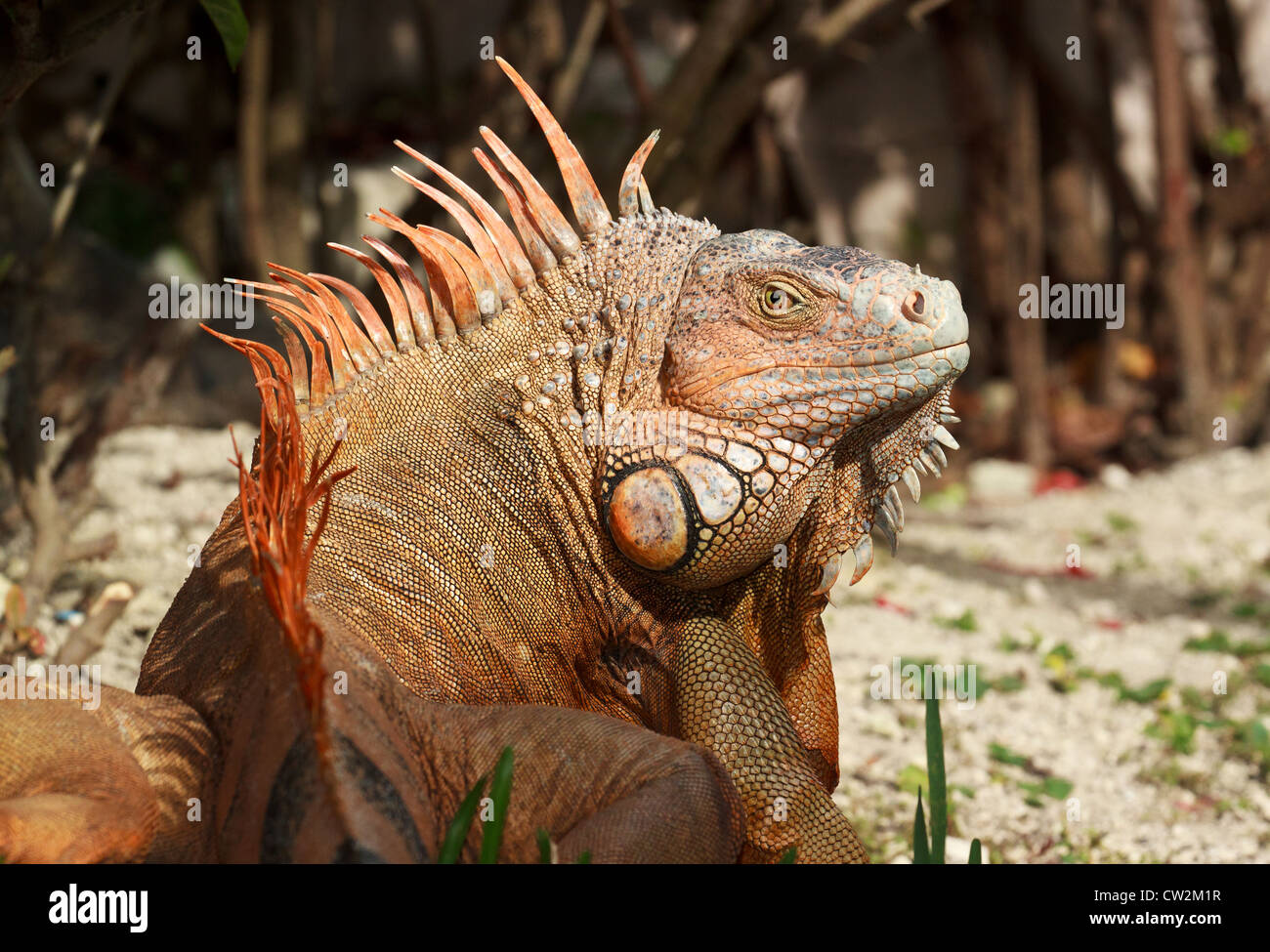 Iguana mexico hi-res stock photography and images - Alamy