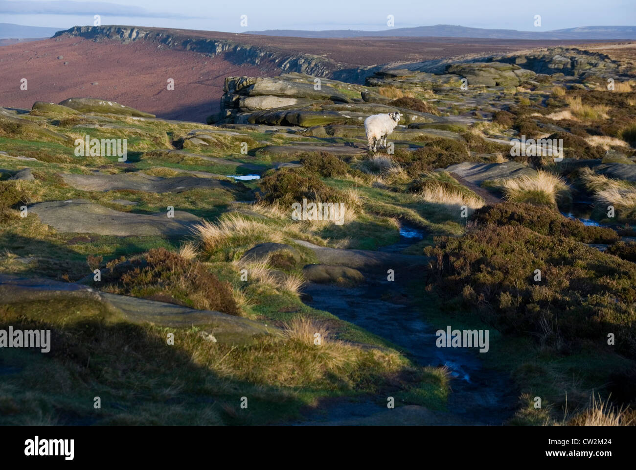 Derbyshire gritstone sheep hi-res stock photography and images - Alamy