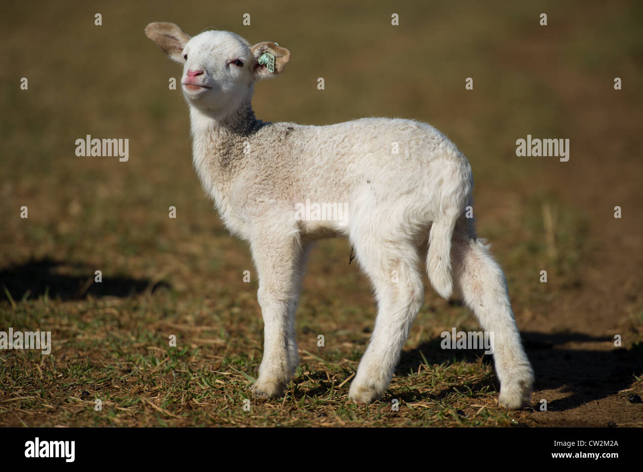 Lamb in pasture on farm Stock Photo - Alamy