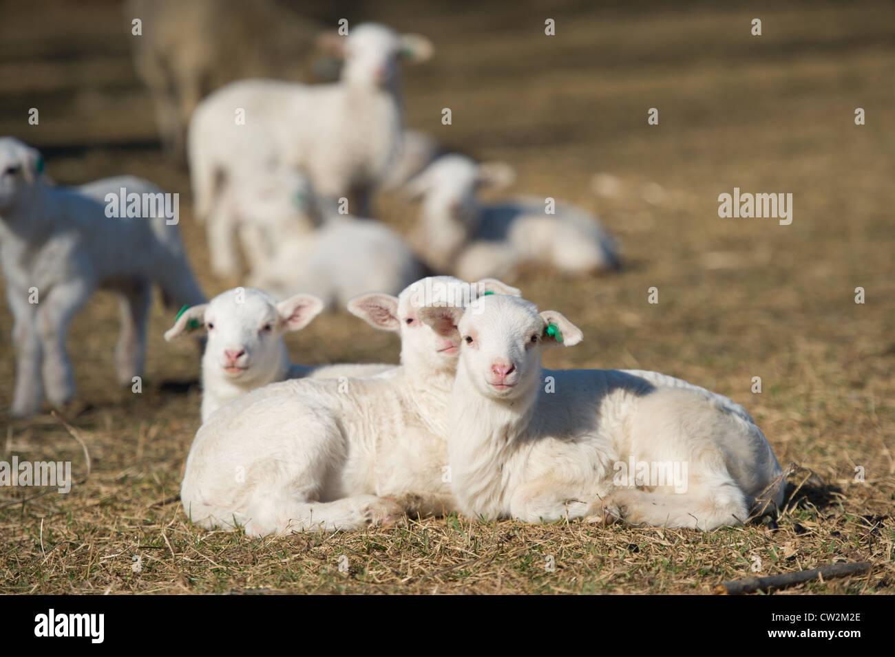 Lambs in pasture on farm Stock Photo - Alamy